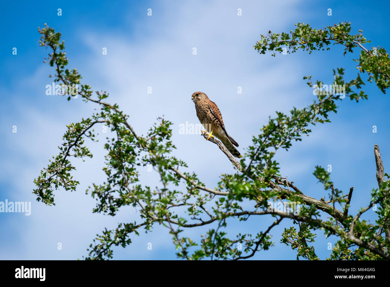 wild common kestrel perched Stock Photo - Alamy
