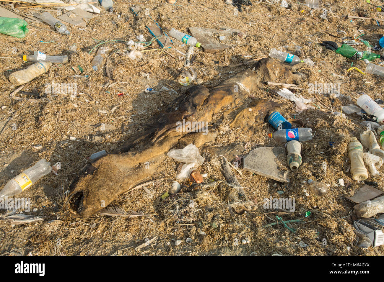 Dead animal plastic hi-res stock photography and images - Alamy