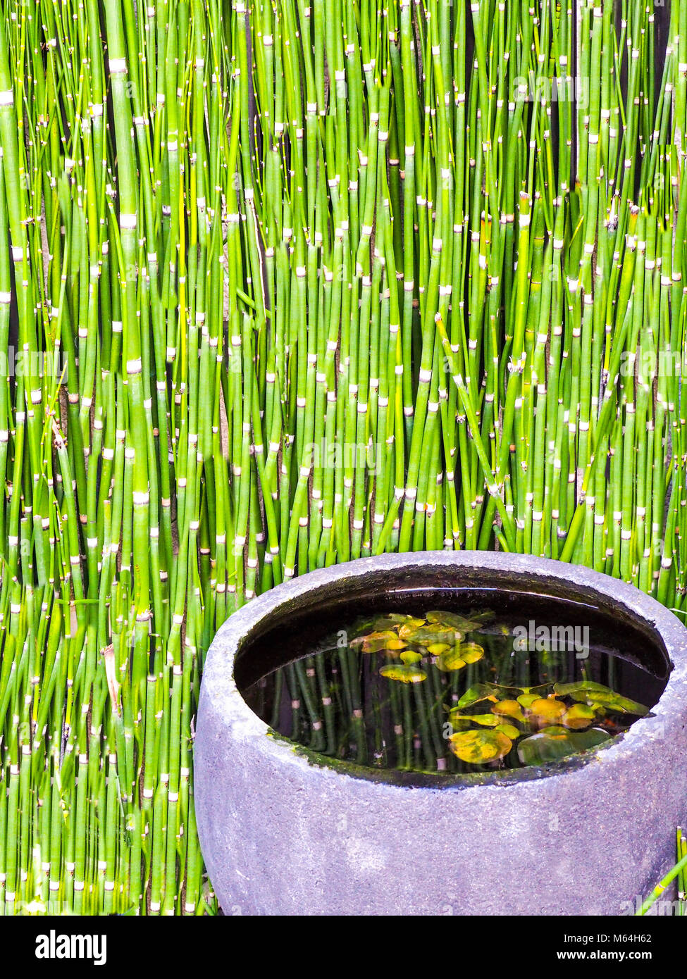 Japanese stone basin with floating Lily pads and bamboo reflections ...