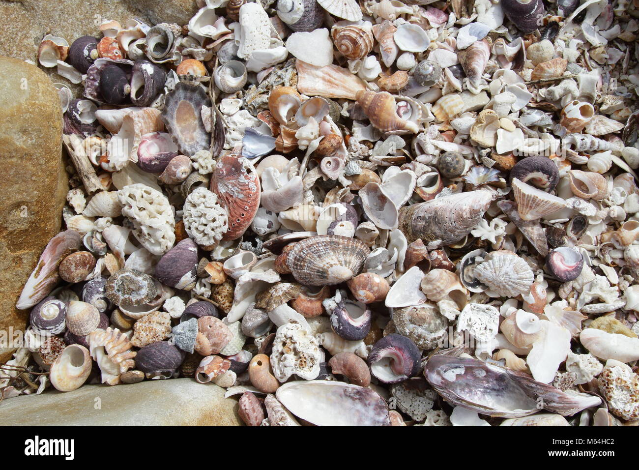 Shell Beach Eastern Cape High Resolution Stock Photography and Images ...