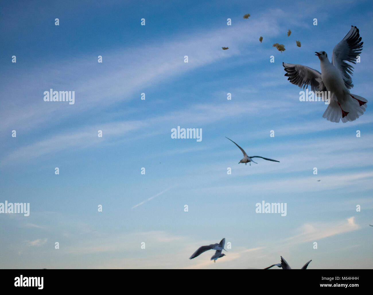 A bird having dinner Stock Photo - Alamy