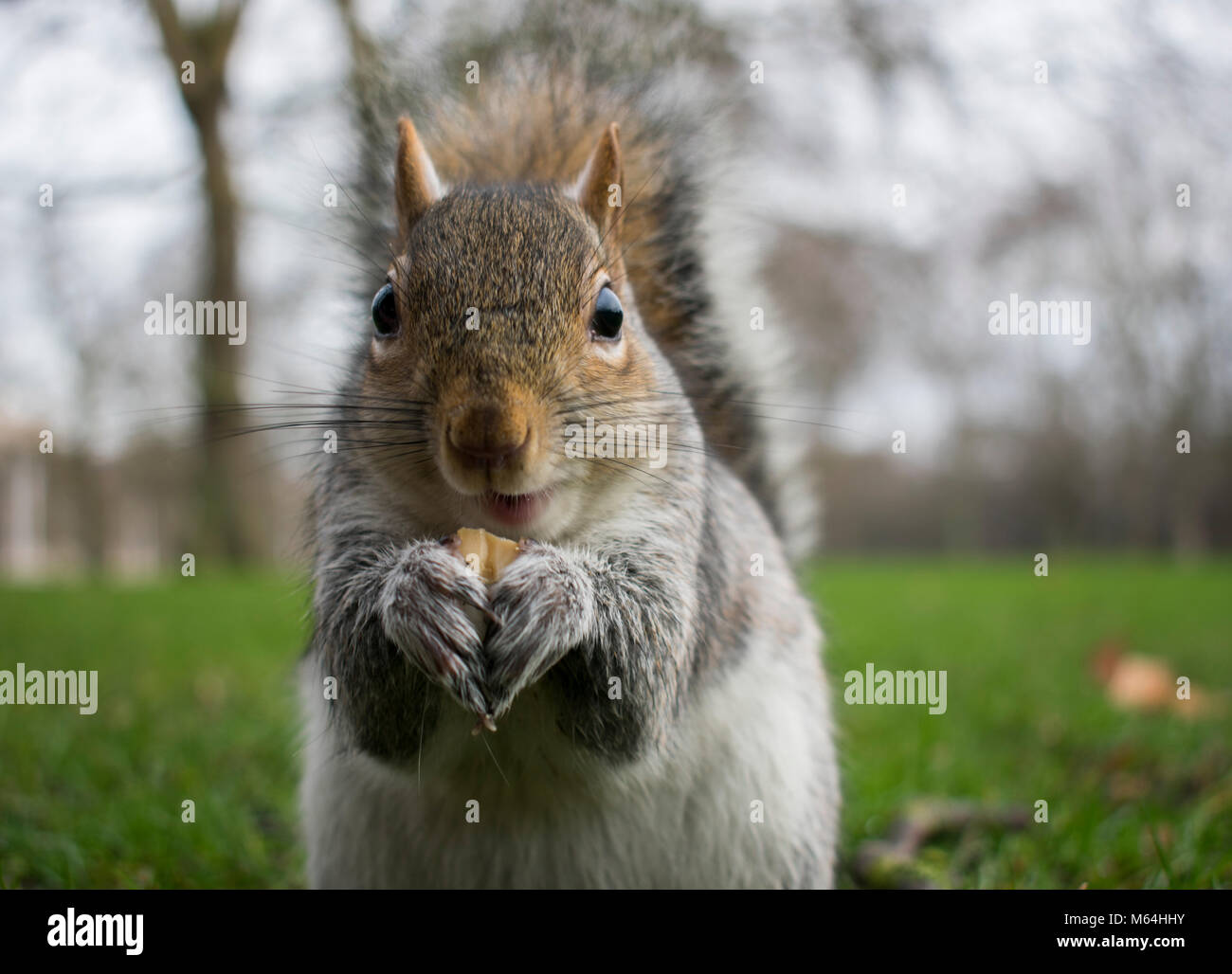 Happy Squirrel