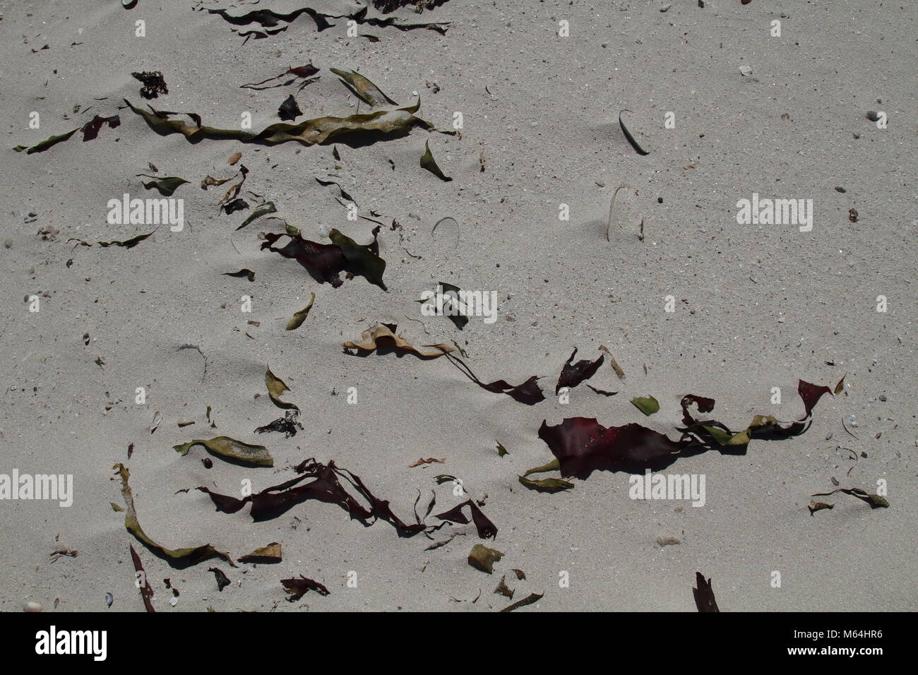 Dried seaweed hi-res stock photography and images - Alamy