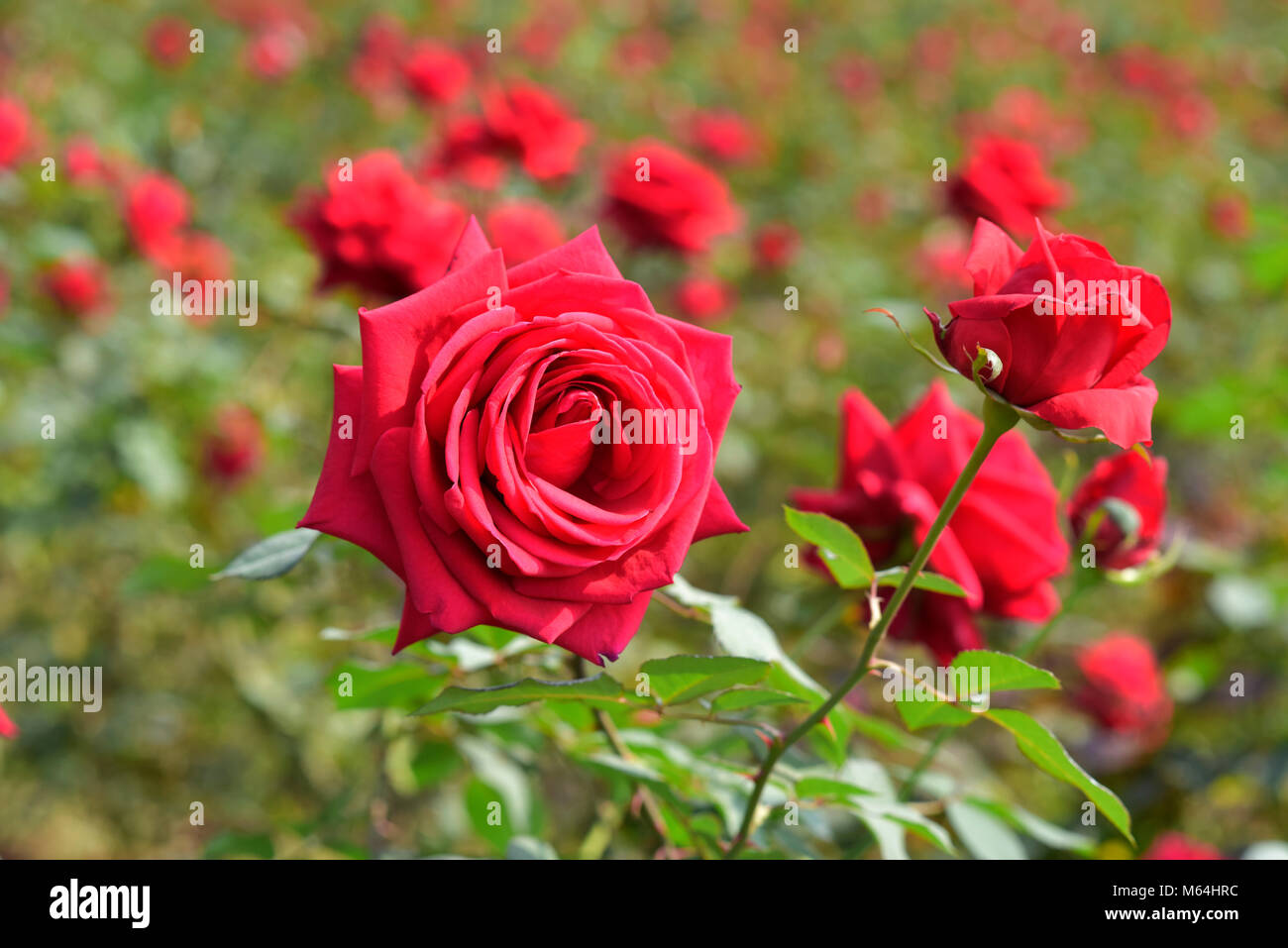 DHAKA, BANGLADESH - FEBRUARY 07, 2017: Rose flower Plantation harvest ...