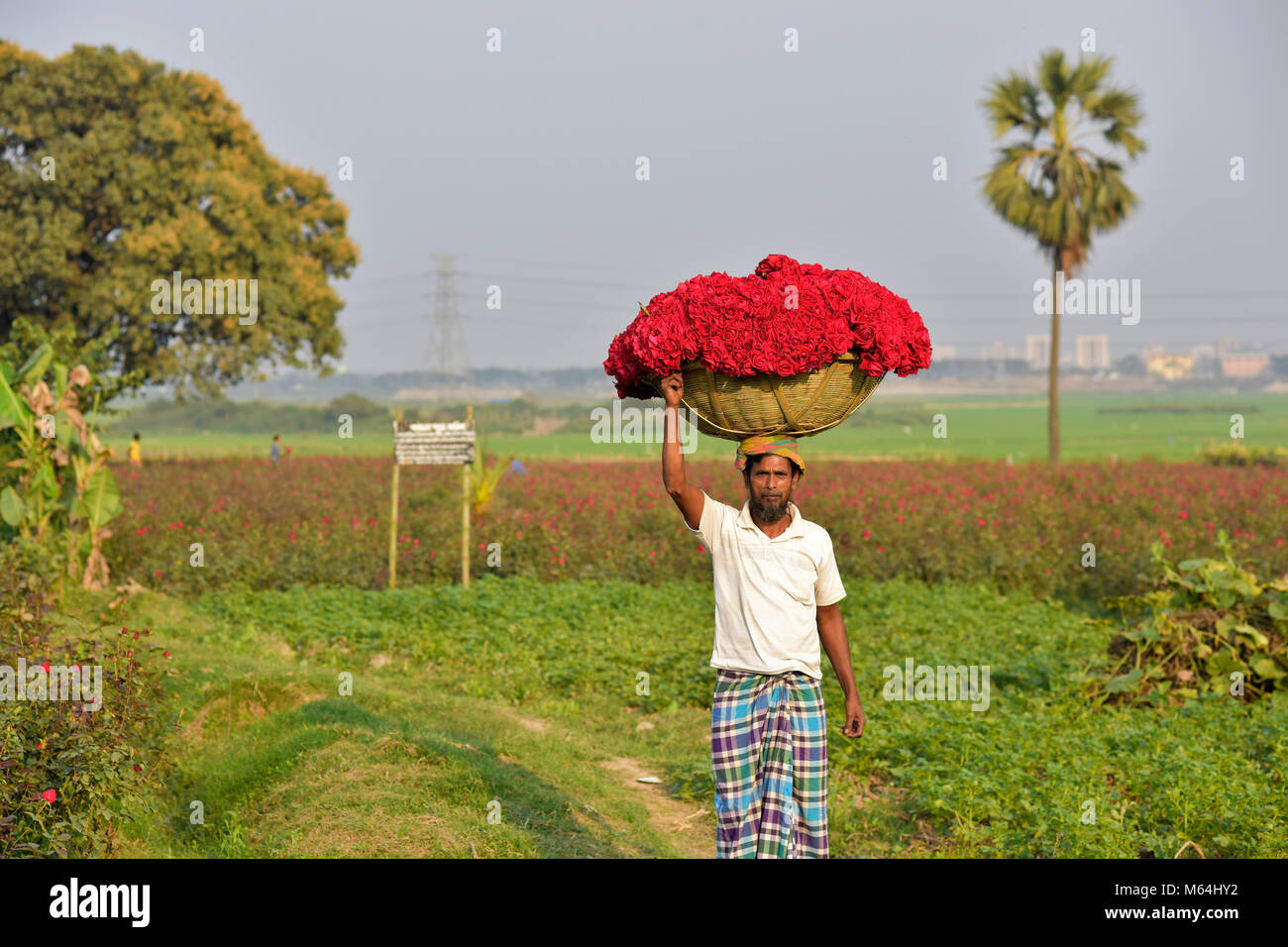 DHAKA, BANGLADESH - FEBRUARY 07, 2017: Bangladeshi farmer carries a ...