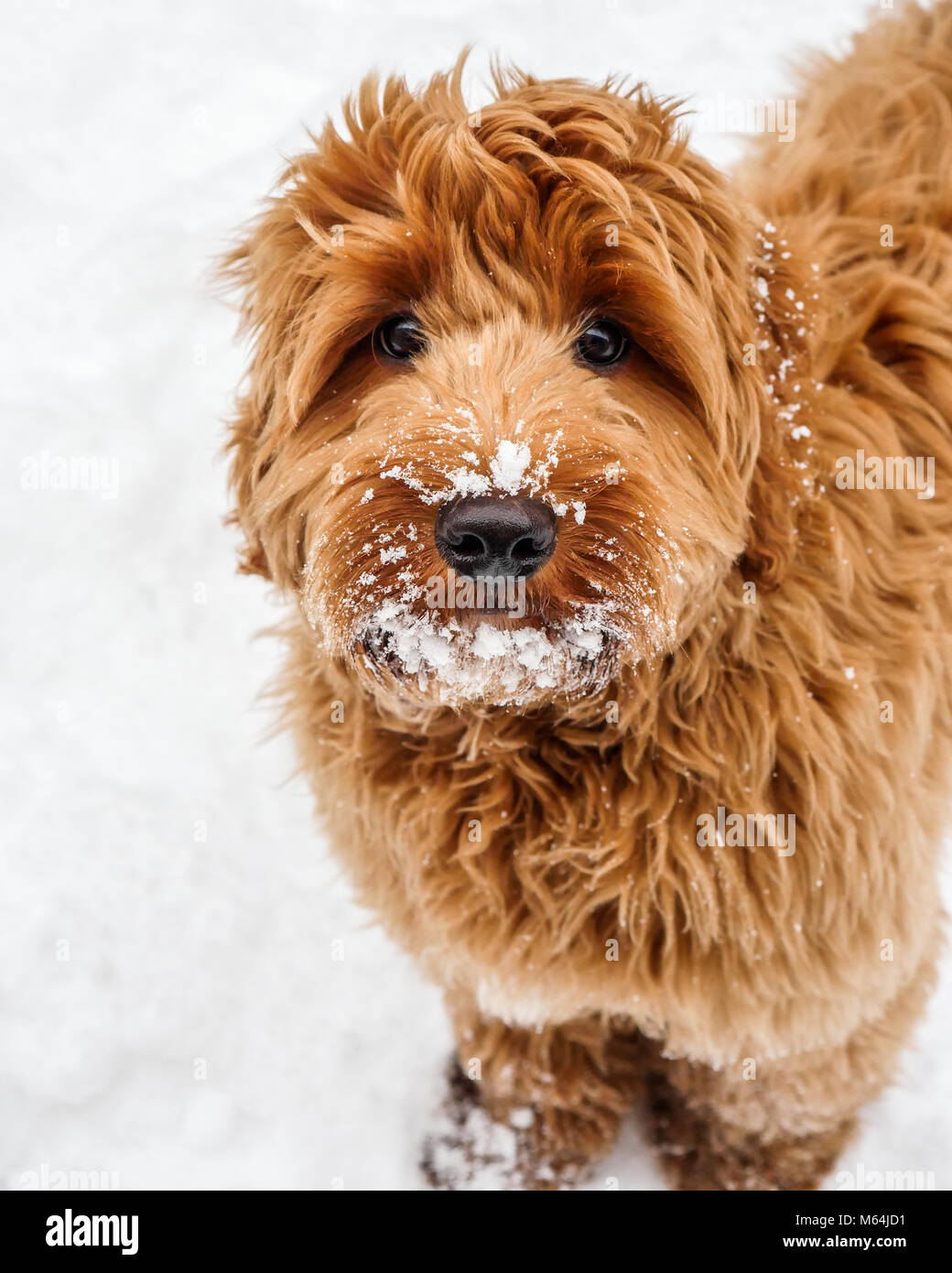 Red Haired Dog High Resolution Stock Photography and Images - Alamy