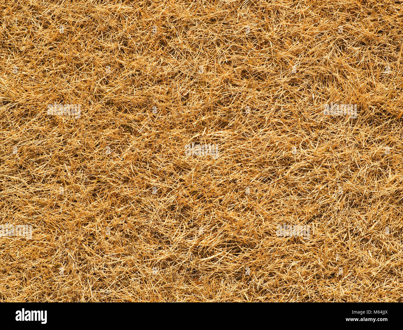 Coarse grass hi-res stock photography and images - Alamy