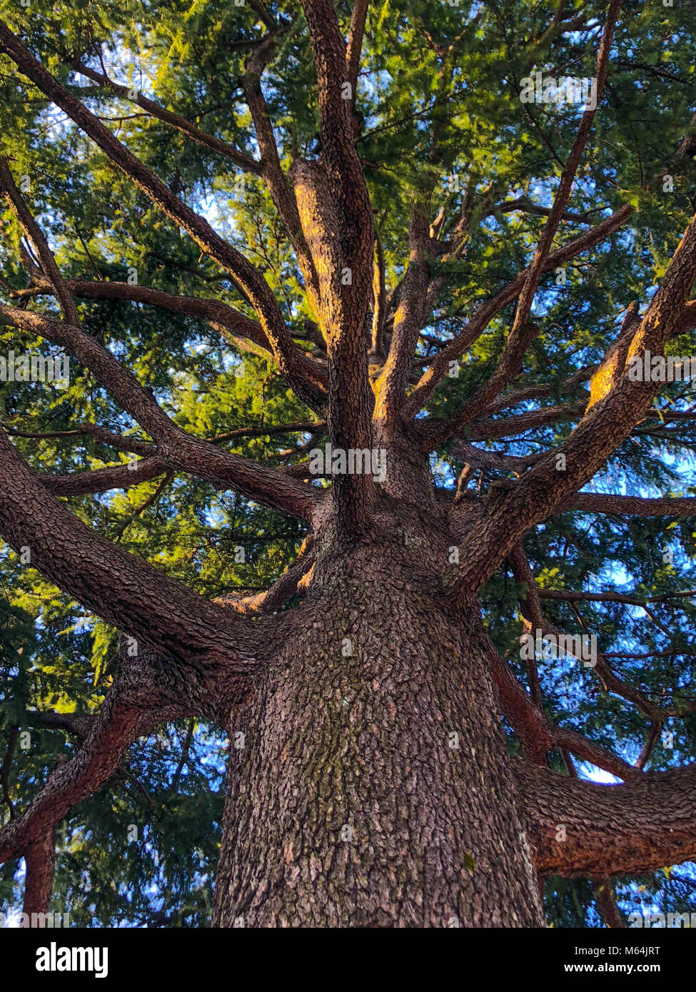 Looking from the ground up through to tree top. A view up through the ...