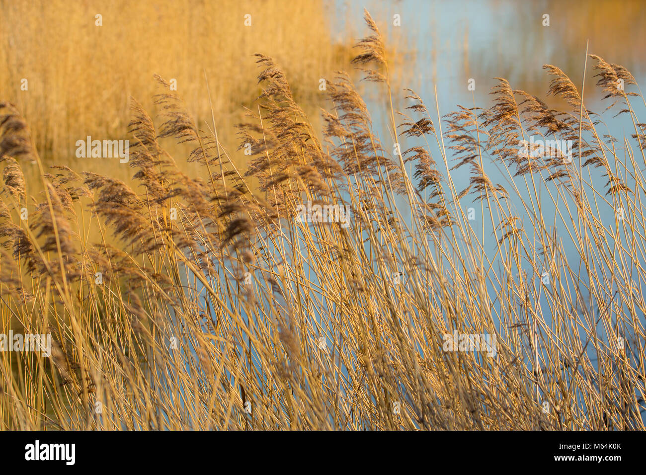 Riverside reeds hi-res stock photography and images - Alamy