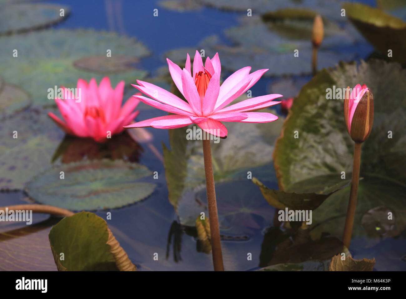Water Lily flowers and buds,beautiful pink flowers blooming in the pond ...
