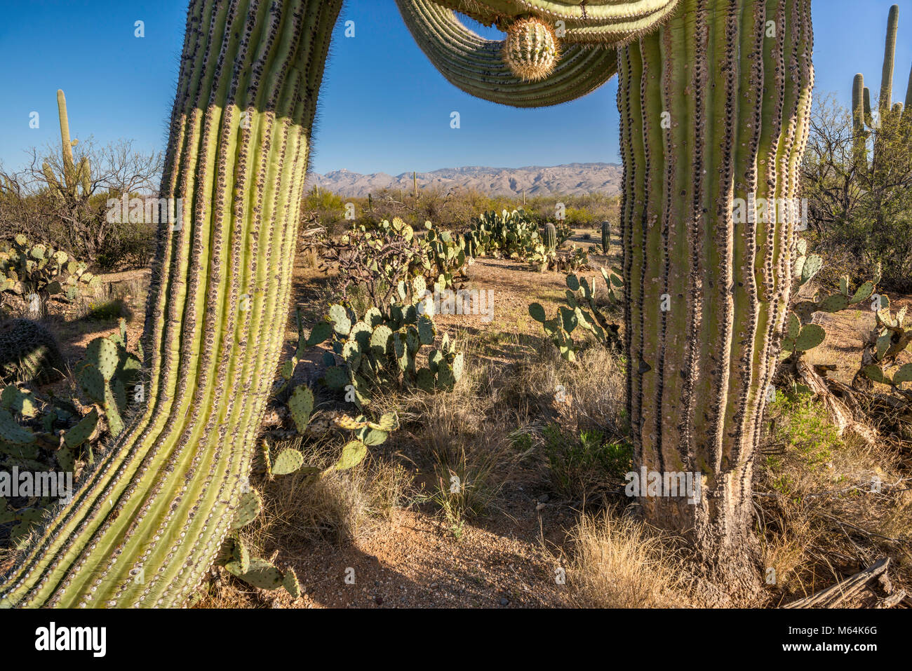 Twisted branches of saguaros, prickly pears, Cactus Forest Drive ...