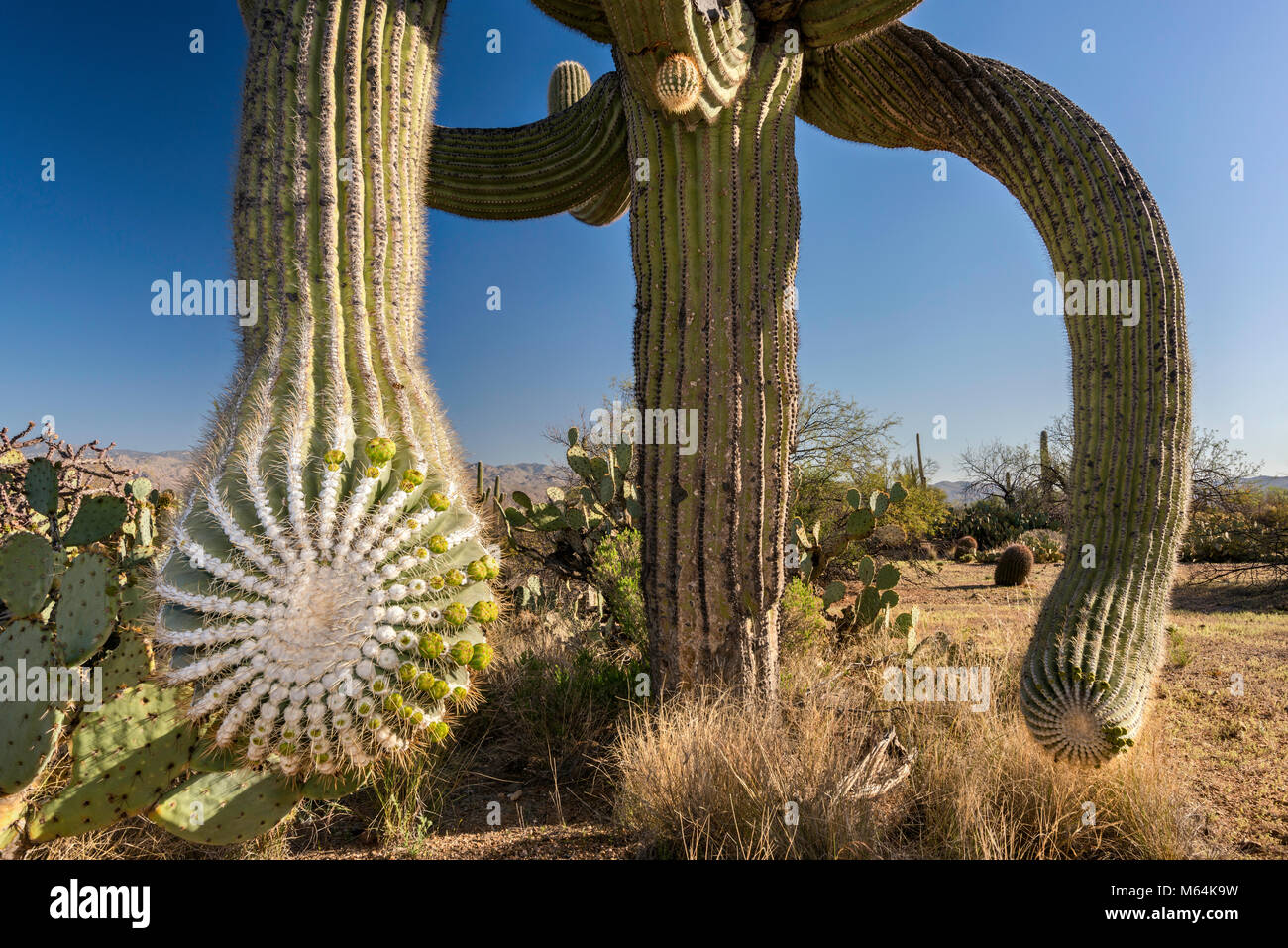 Twisted branches of saguaros, prickly pears, Cactus Forest Drive ...