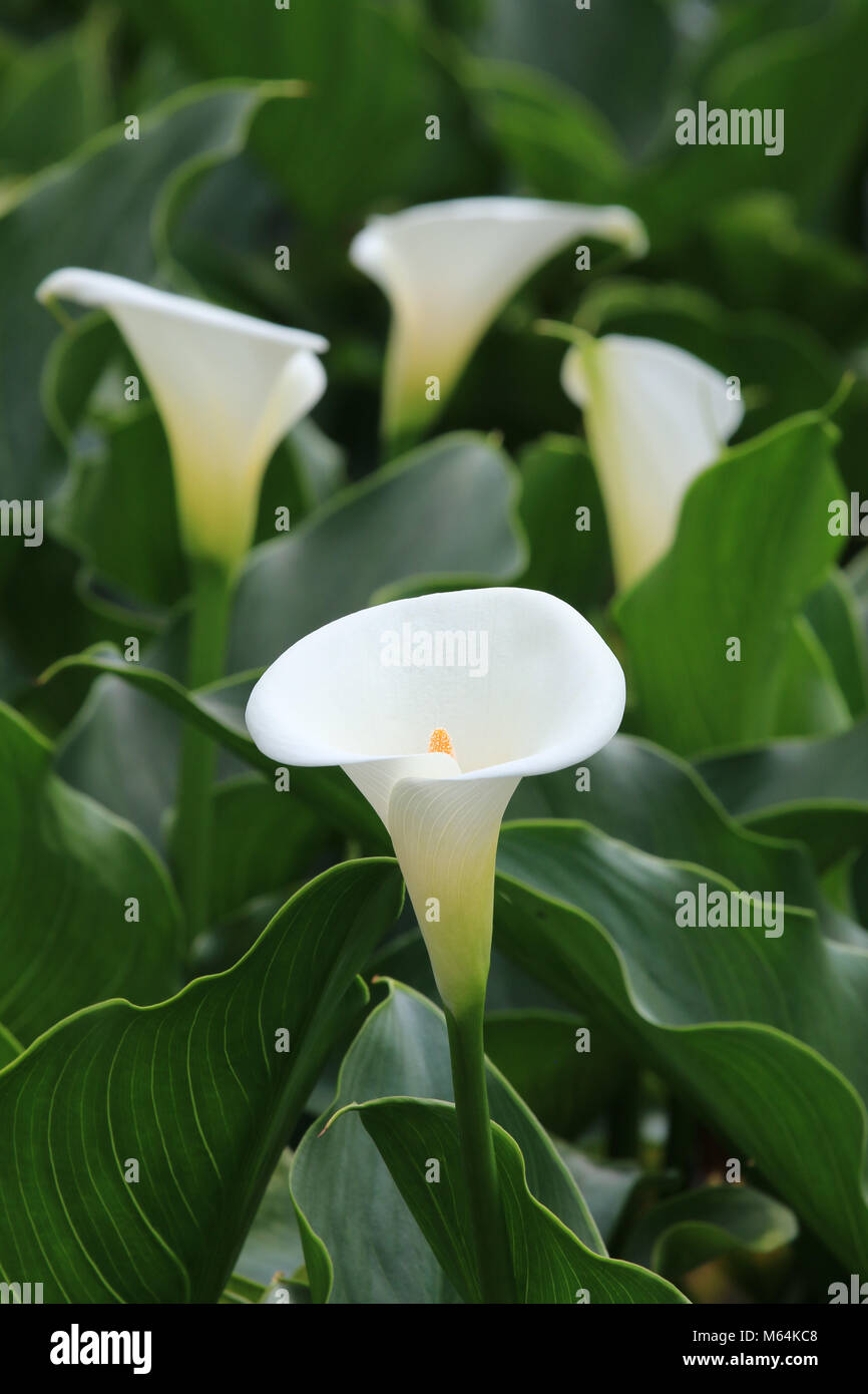 Calla lily,closeup of beautiful white flowers in full bloom in spring ...