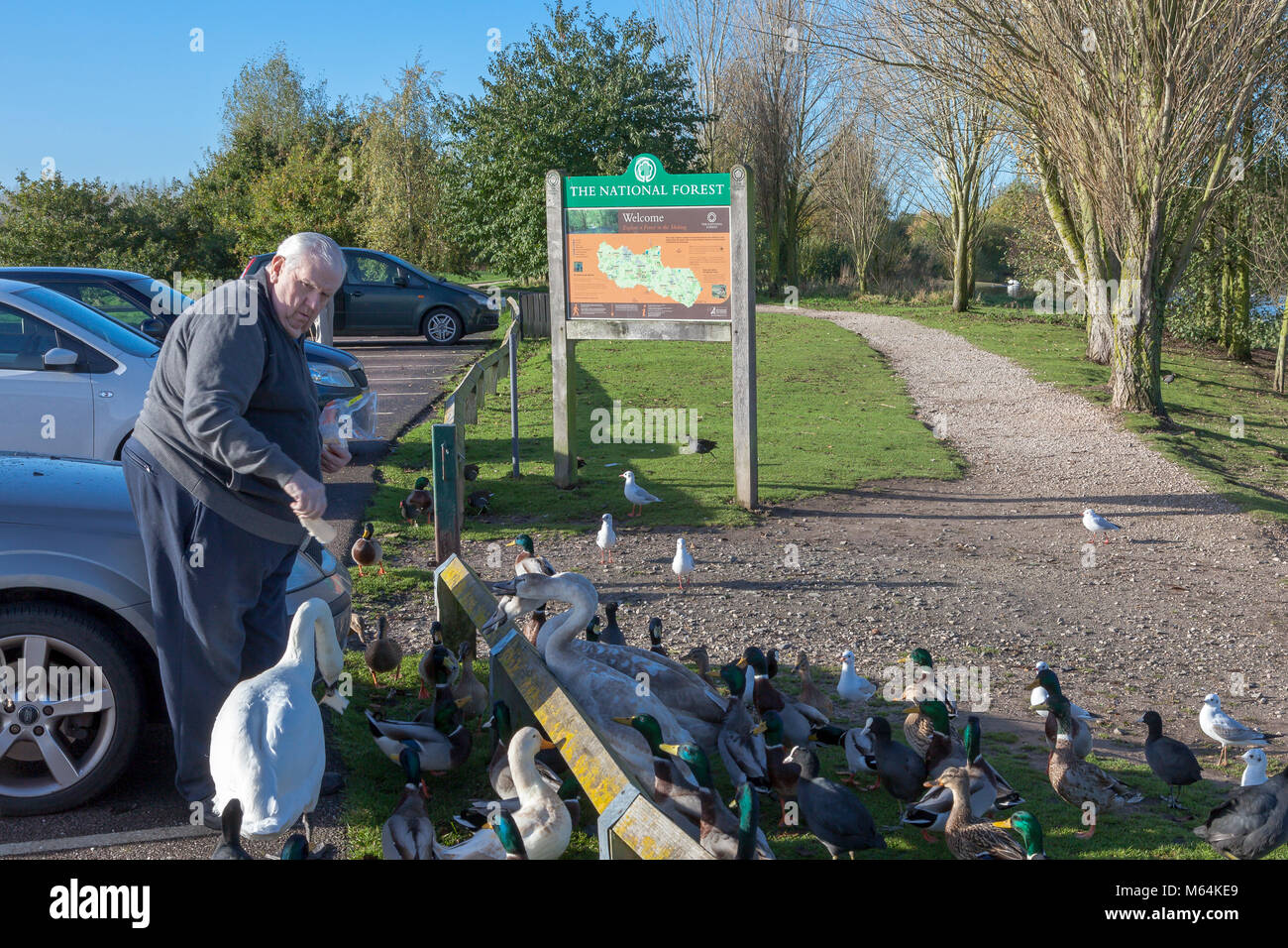 Needwood forest hi-res stock photography and images - Alamy