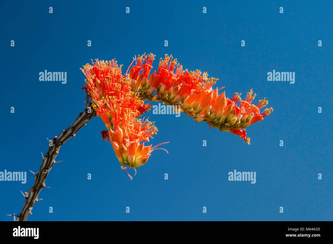 Ocotillo flowers, Fouquieria splendens, Cactus Forest Drive, Rincon ...
