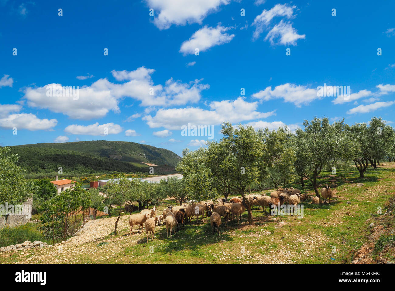 Greek farming hi-res stock photography and images - Alamy