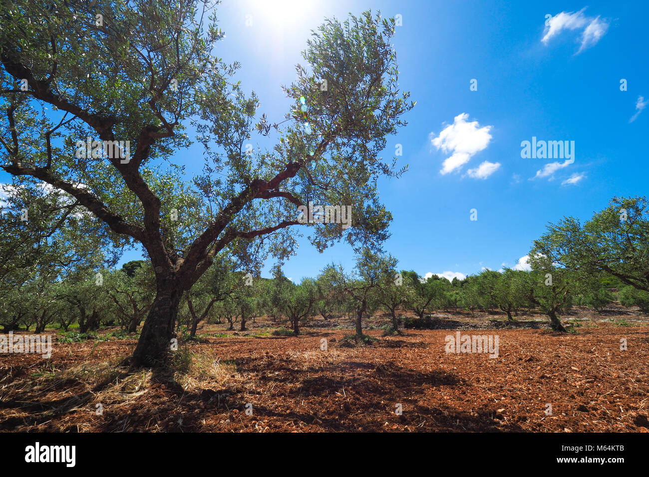 Olive tree plantation. European Olive Oil tree in Zakynthos island with ...