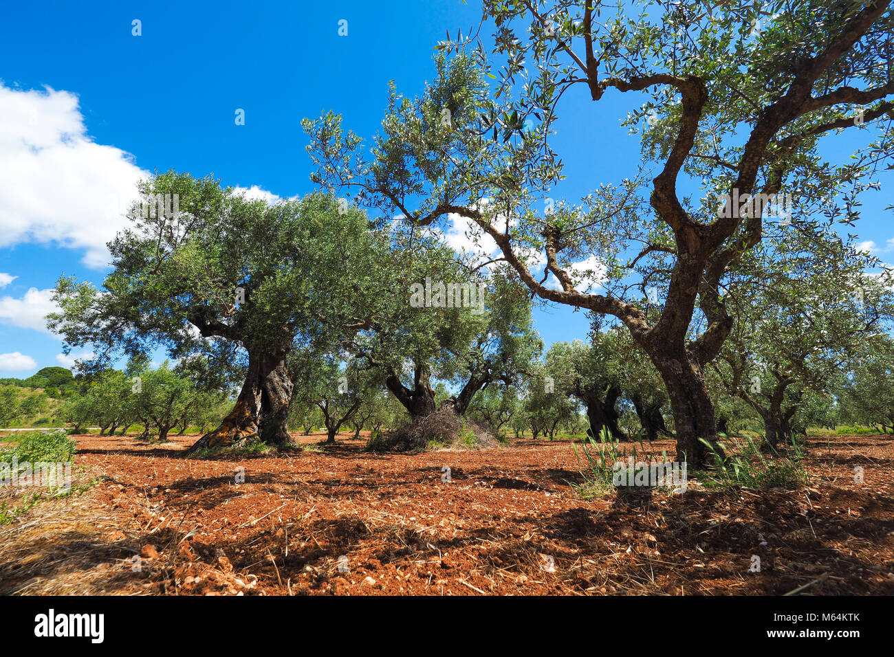 Olive tree plantation. European Olive Oil tree in Zakynthos island with ...