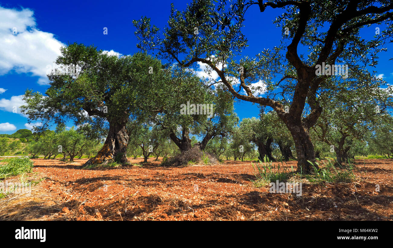 Olive tree plantation. Olea europaea bothanical name. European Olive ...