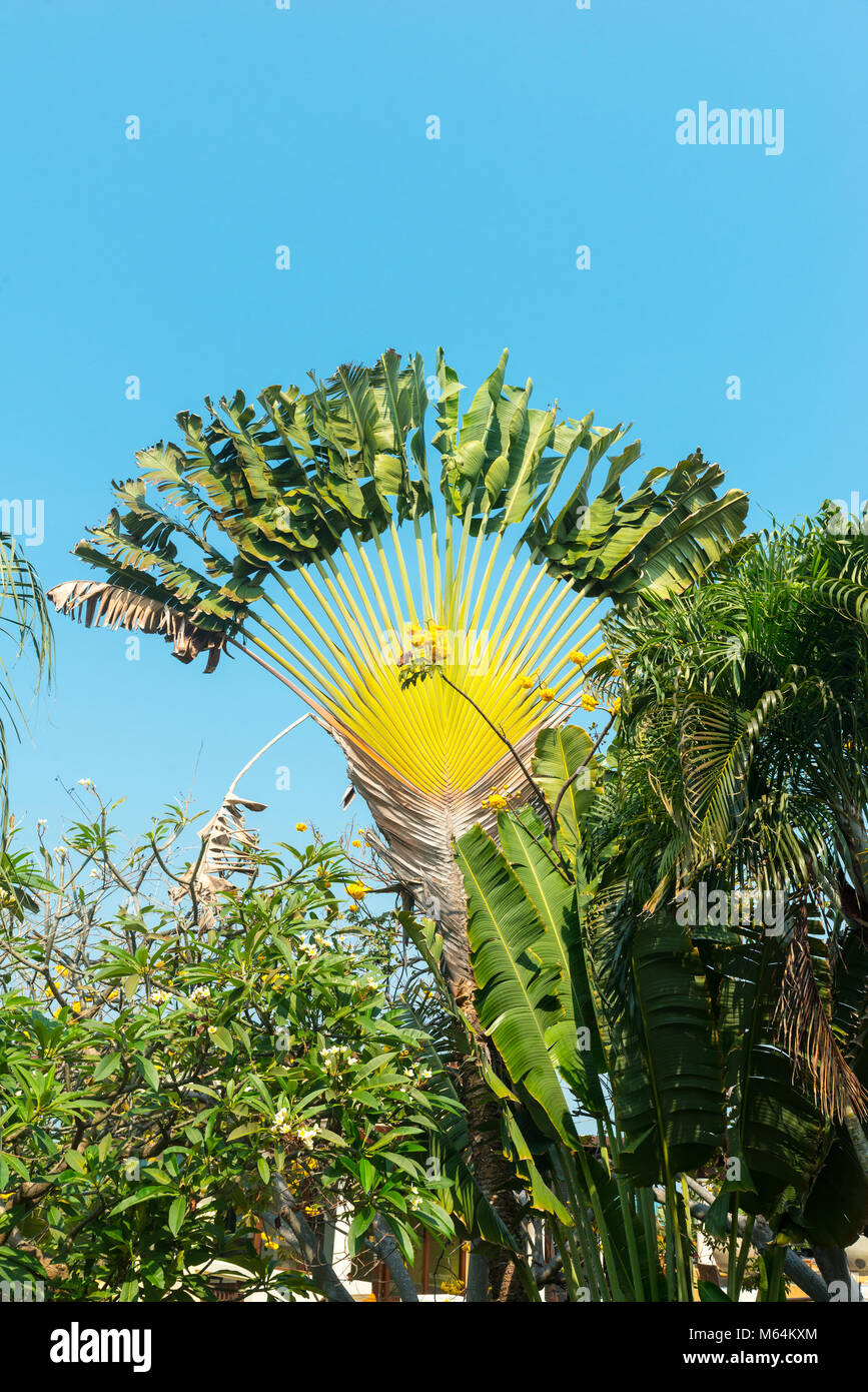 Flowers in Pattaya, Mueang Pattaya, Chonburi Province, Thailand, Asia ...