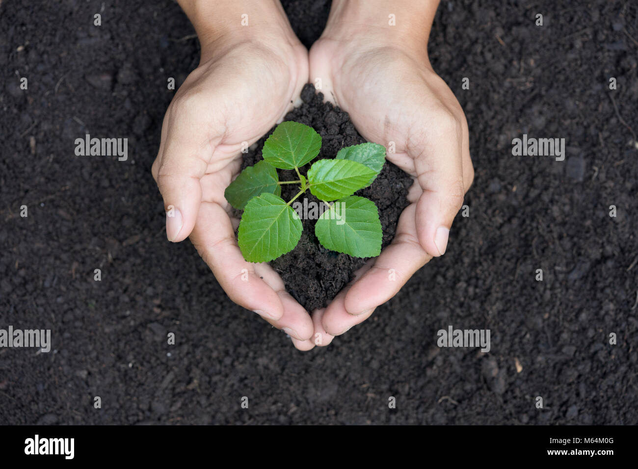 Hand of farmer holding sprout plant. Growing and nurturing tree on ...