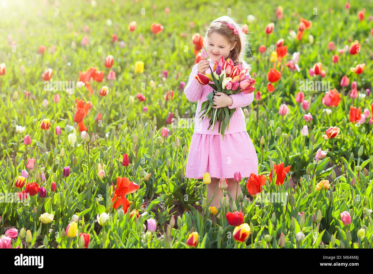 Child in tulip flower field. Little girl cutting fresh tulips in sunny ...