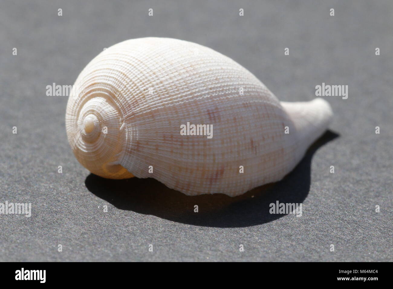 Beautiful sea snail shell Stock Photo - Alamy