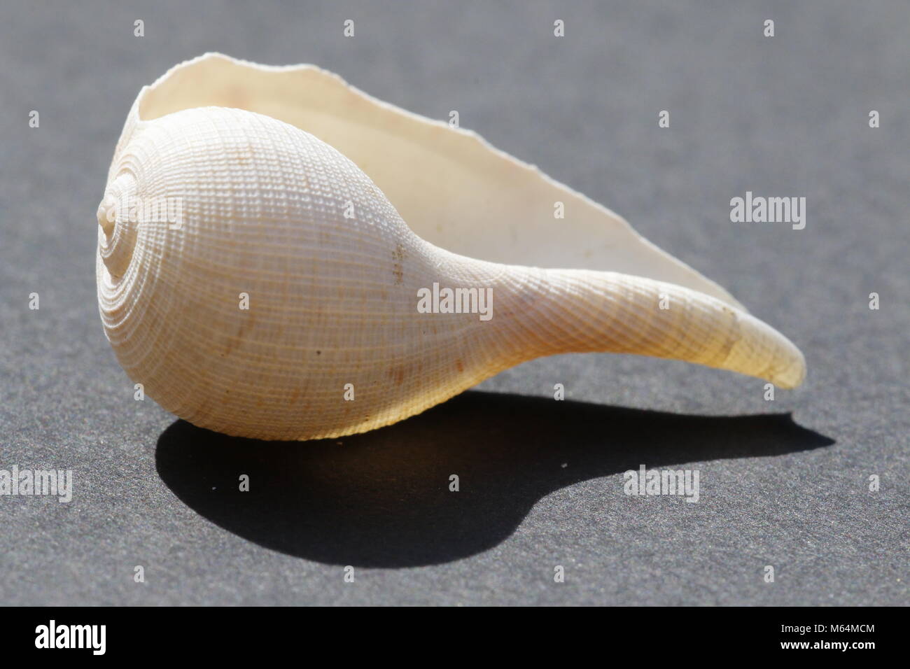 Beautiful sea snail shell Stock Photo - Alamy