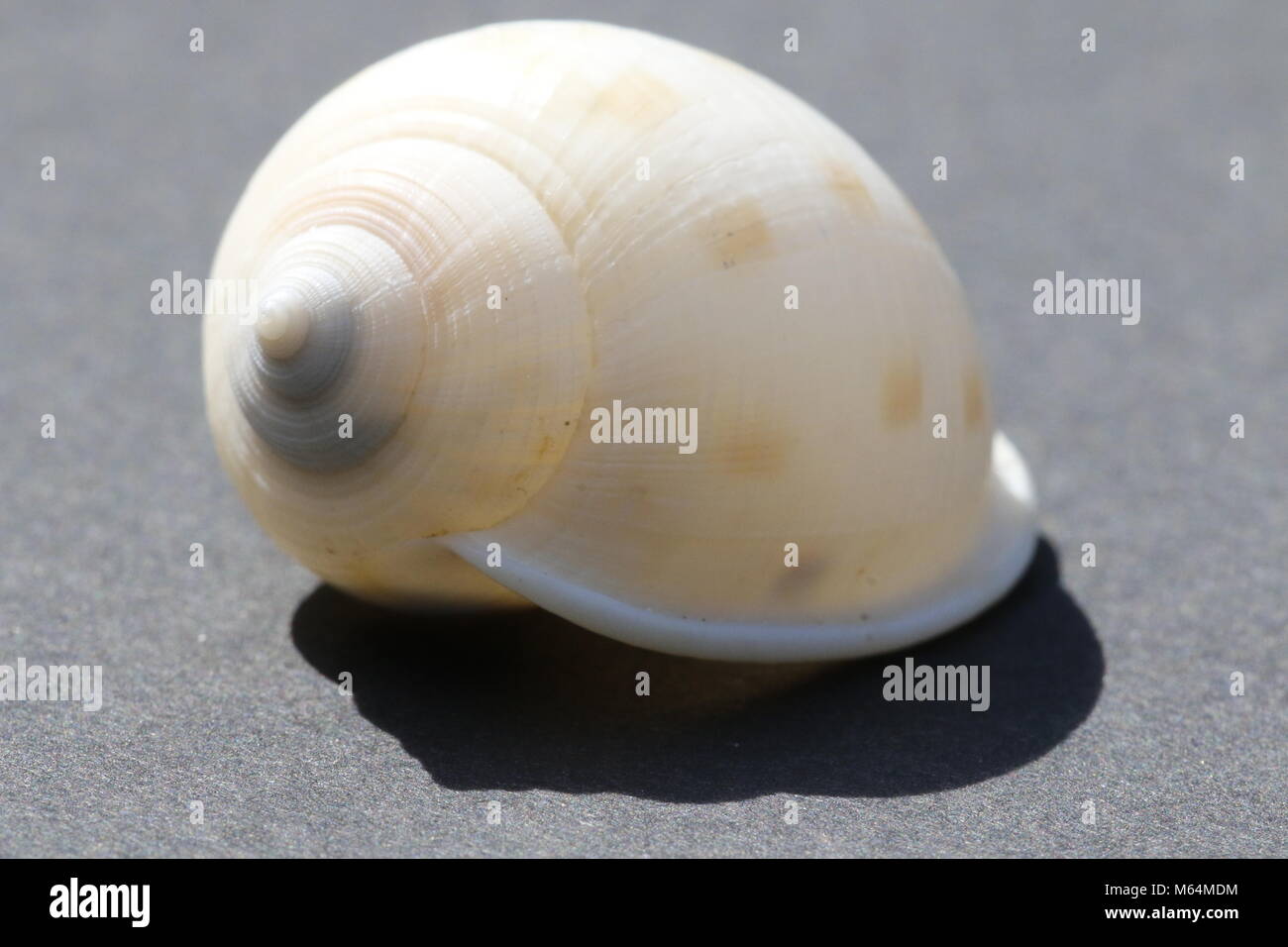 Beautiful sea snail shell Stock Photo - Alamy