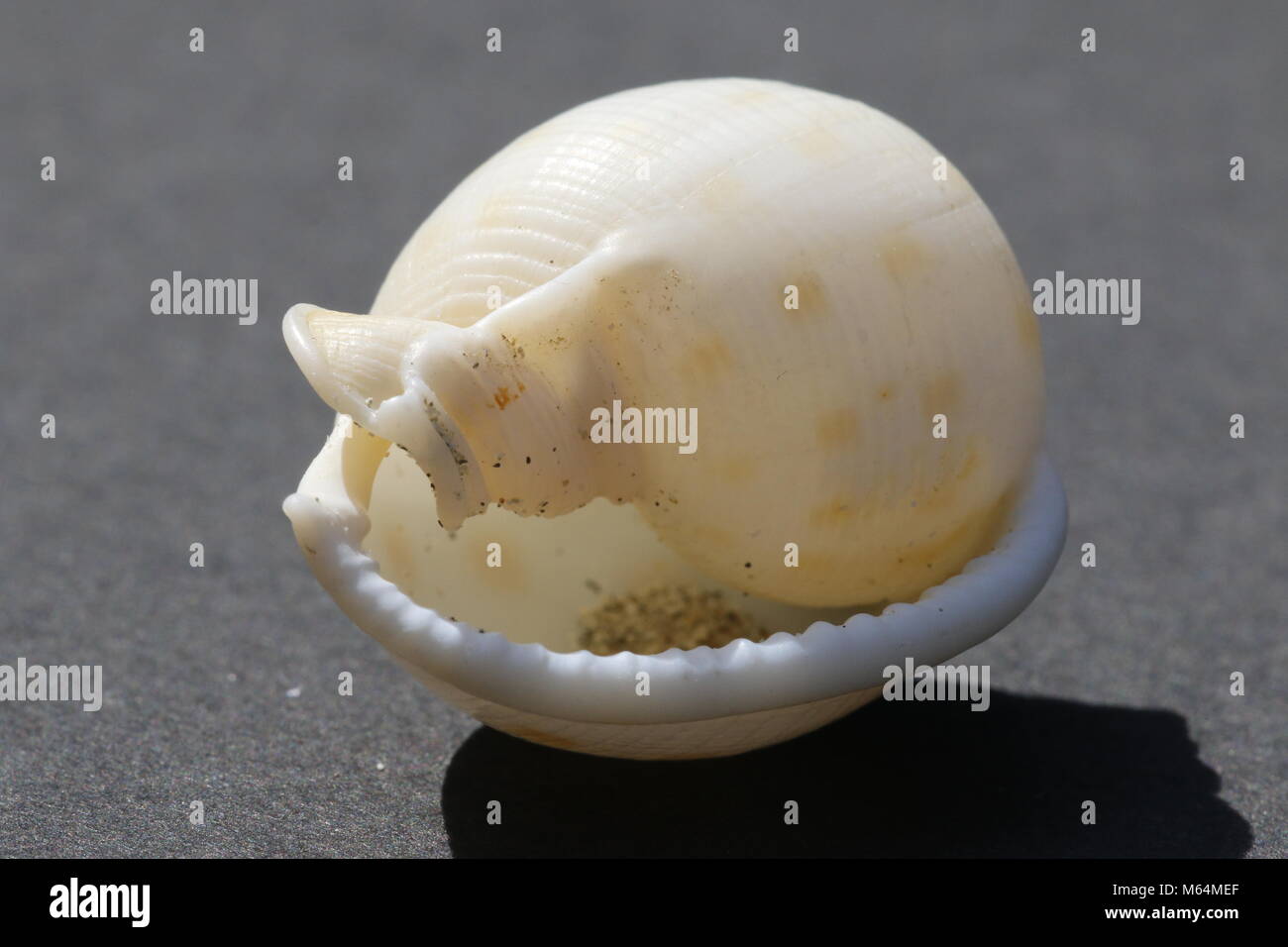 Beautiful sea snail shell Stock Photo - Alamy