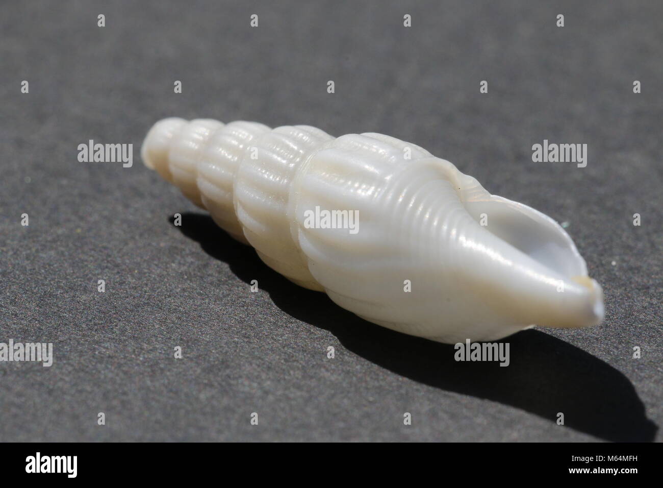 Auger Shells High Resolution Stock Photography and Images - Alamy