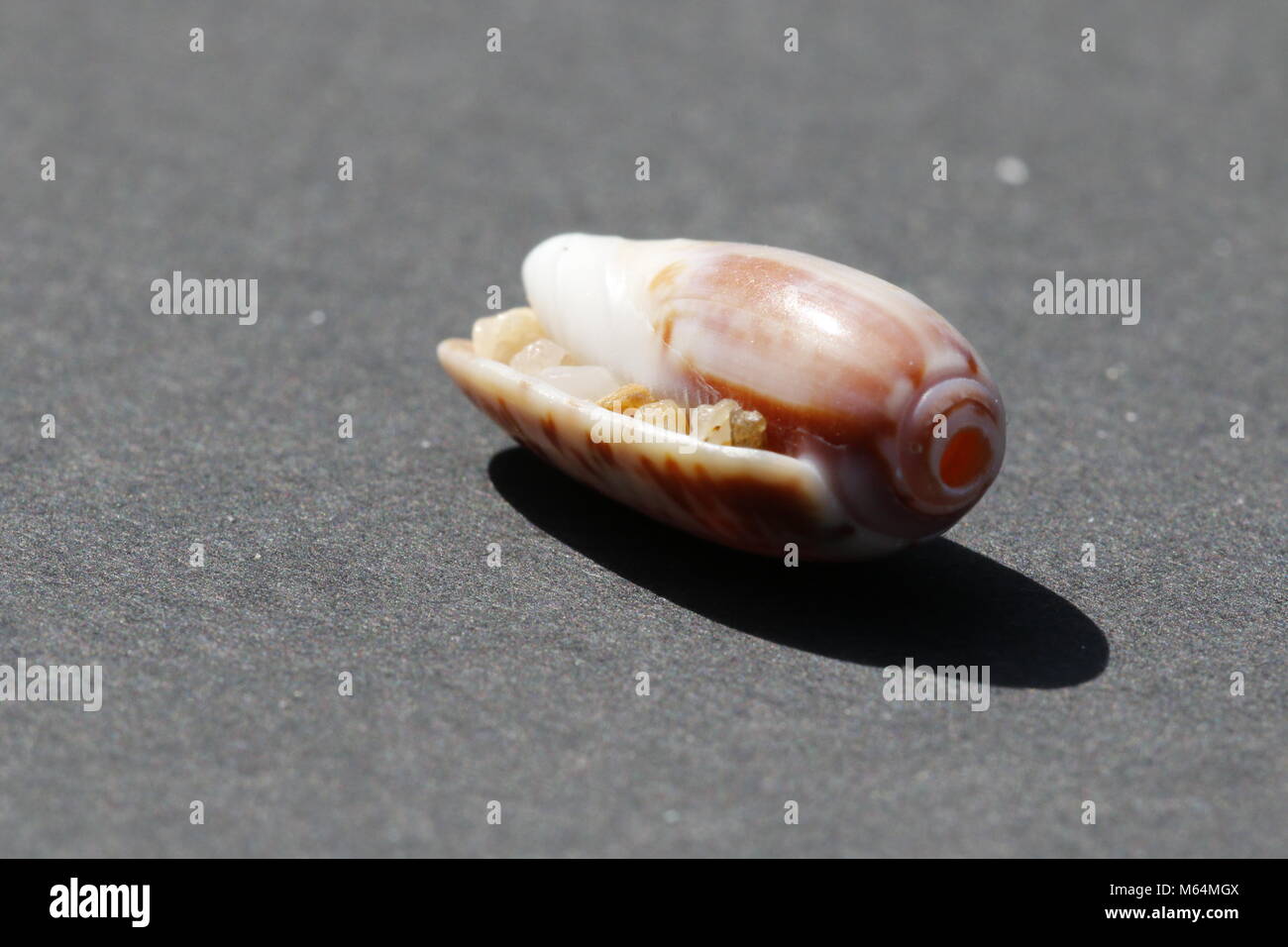 Common purple sea snail hi-res stock photography and images - Alamy