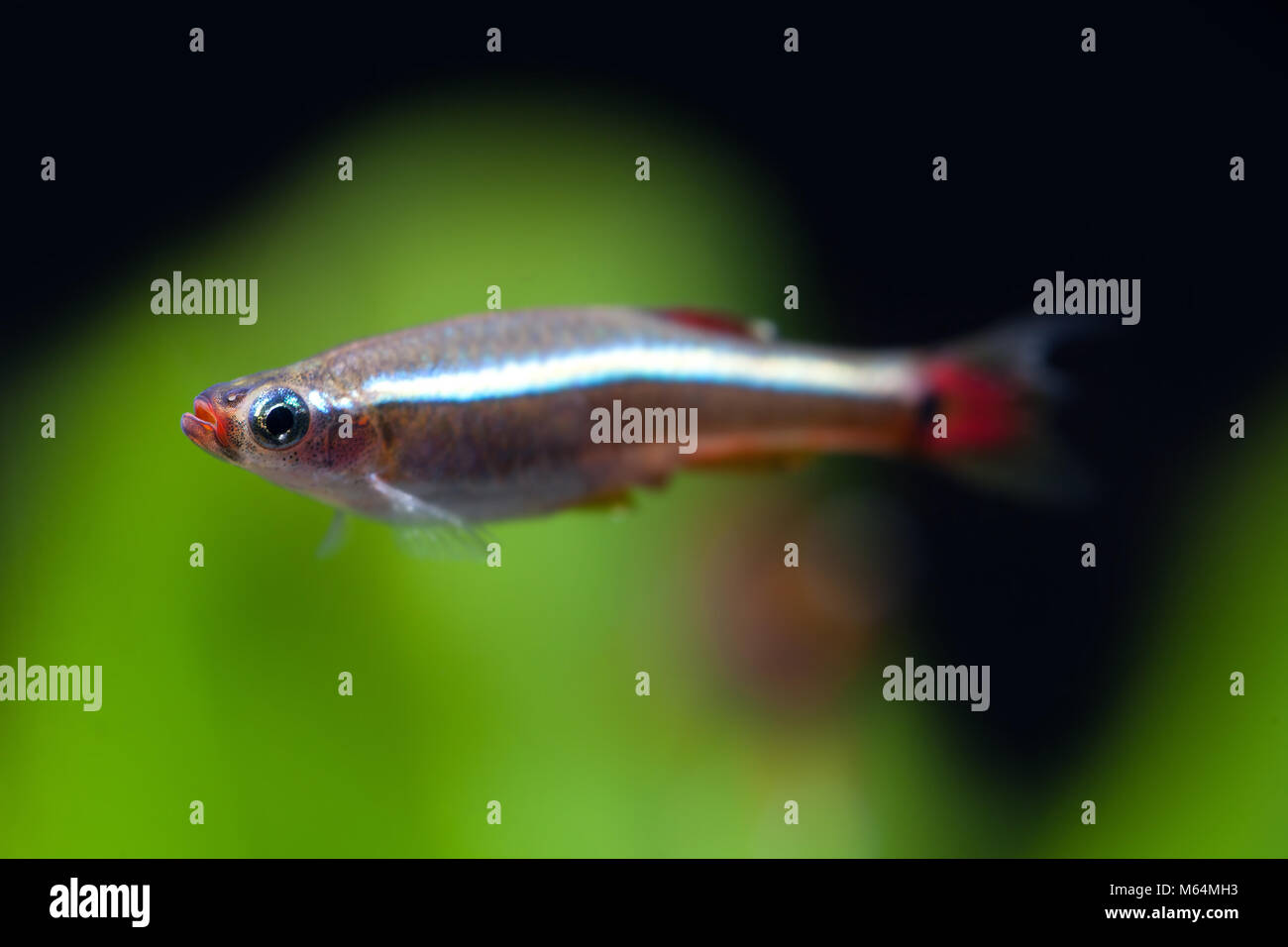 Freshwater underwater scene freshwater fish hi-res stock photography ...