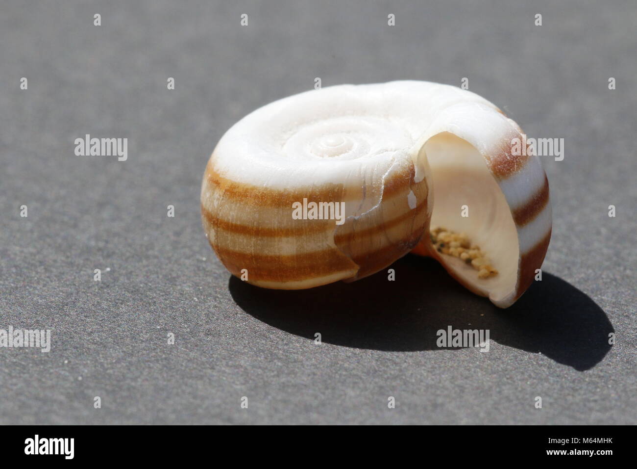 Common purple sea snail hi-res stock photography and images - Alamy