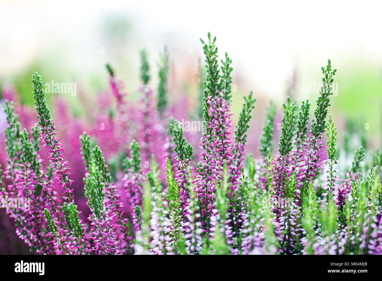 Lavender heath landscape hi-res stock photography and images - Alamy