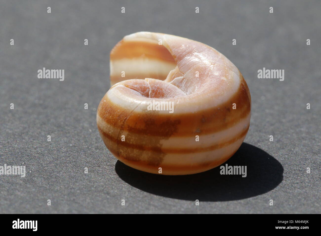 Beautiful sea snail shell Stock Photo - Alamy