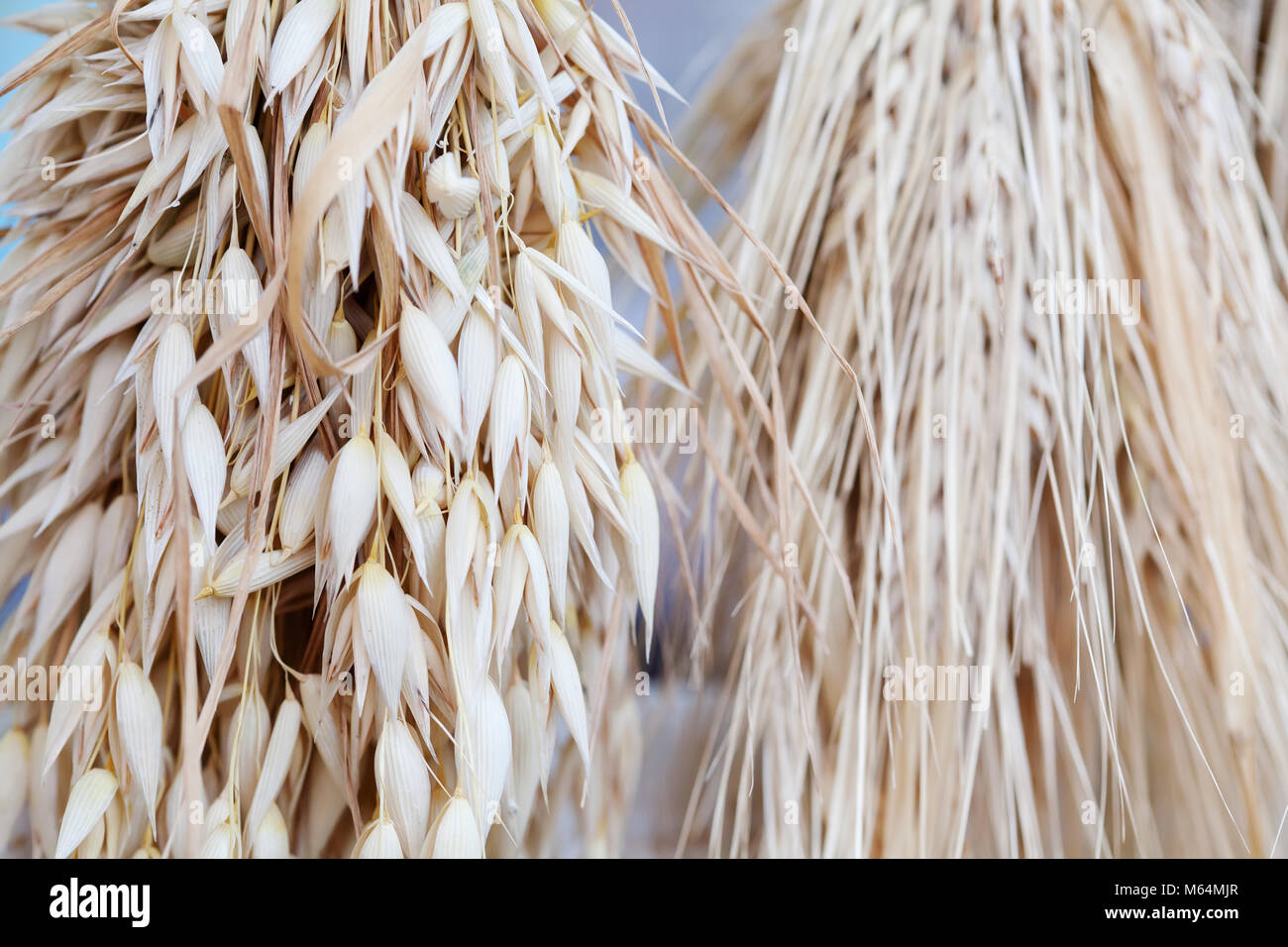 Oat bundle hi-res stock photography and images - Alamy