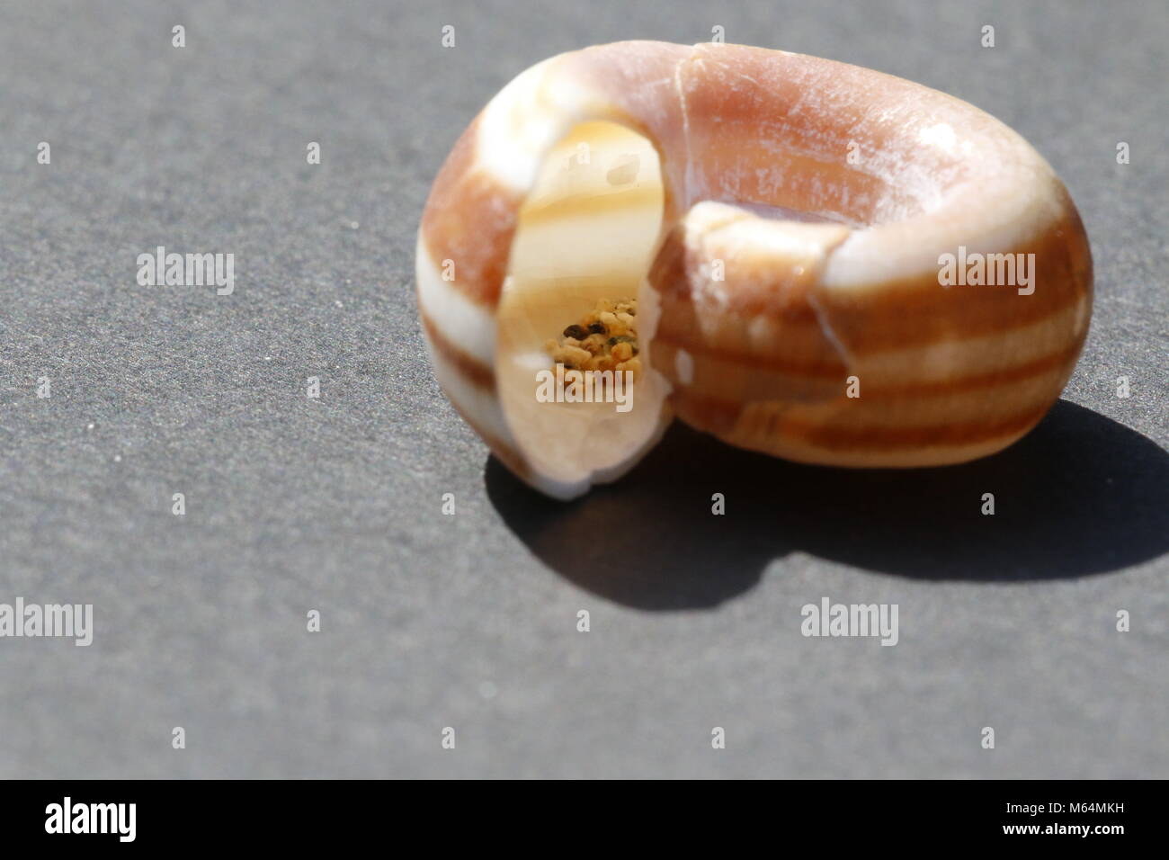 Beautiful sea snail shell Stock Photo - Alamy