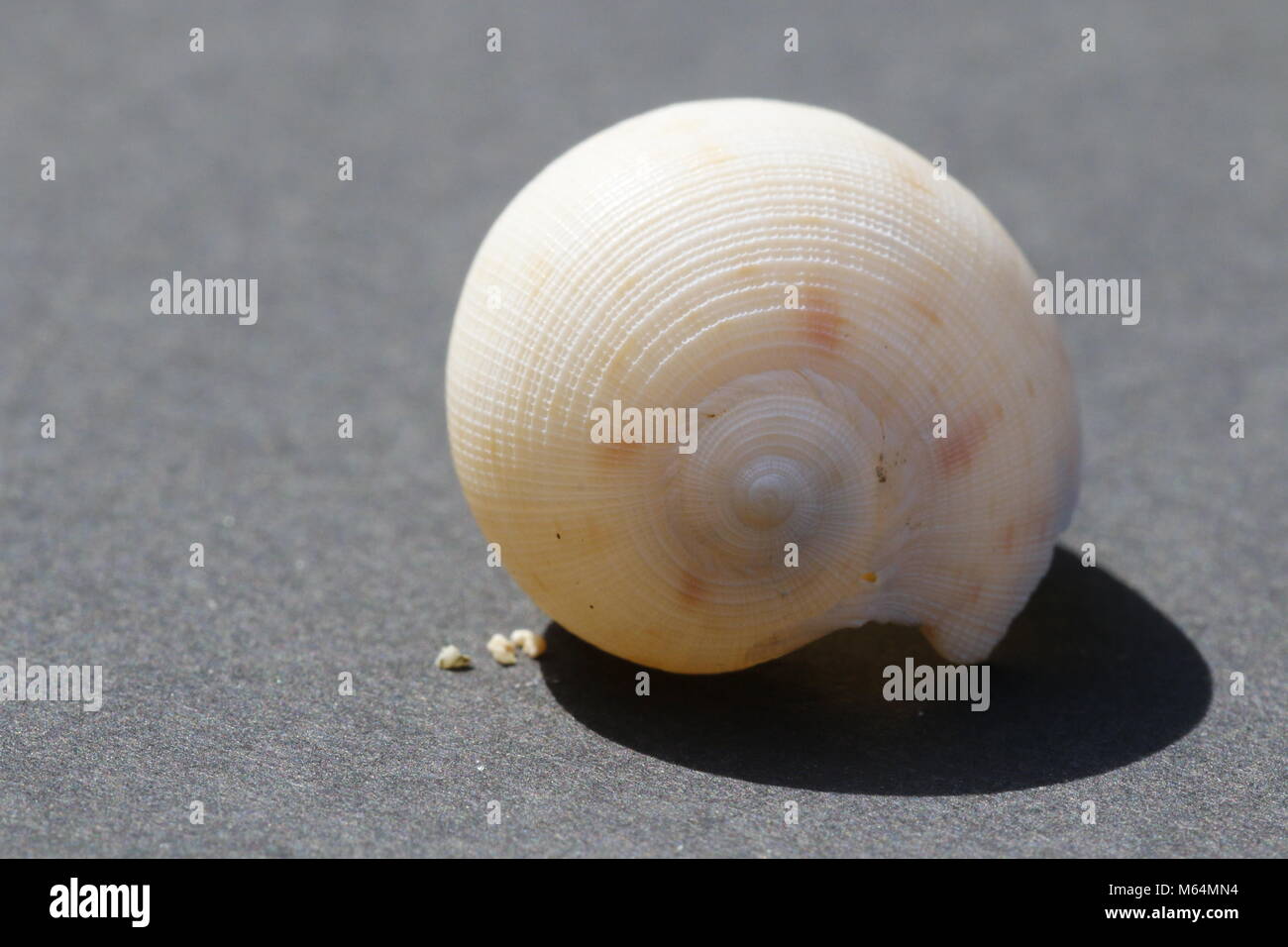 Beautiful sea snail shell Stock Photo - Alamy