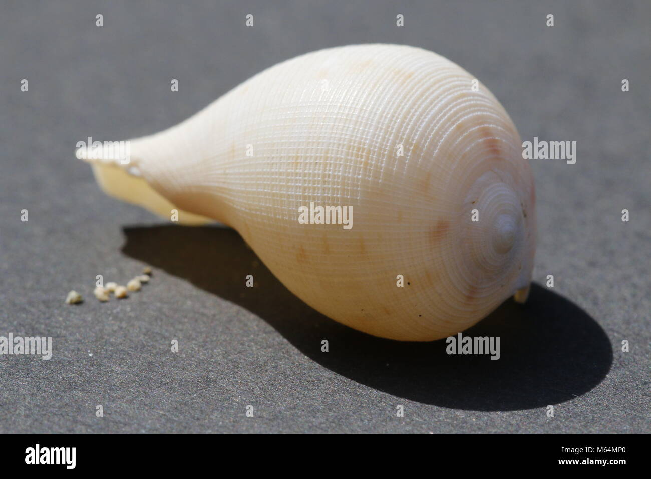 Beautiful sea snail shell Stock Photo - Alamy