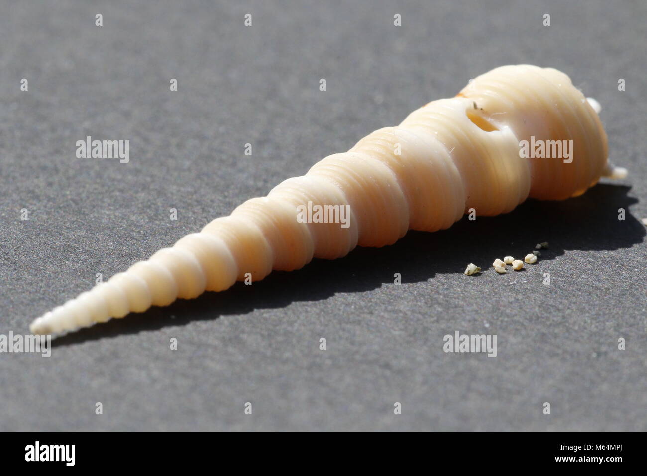 Auger spiral shell Stock Photo - Alamy