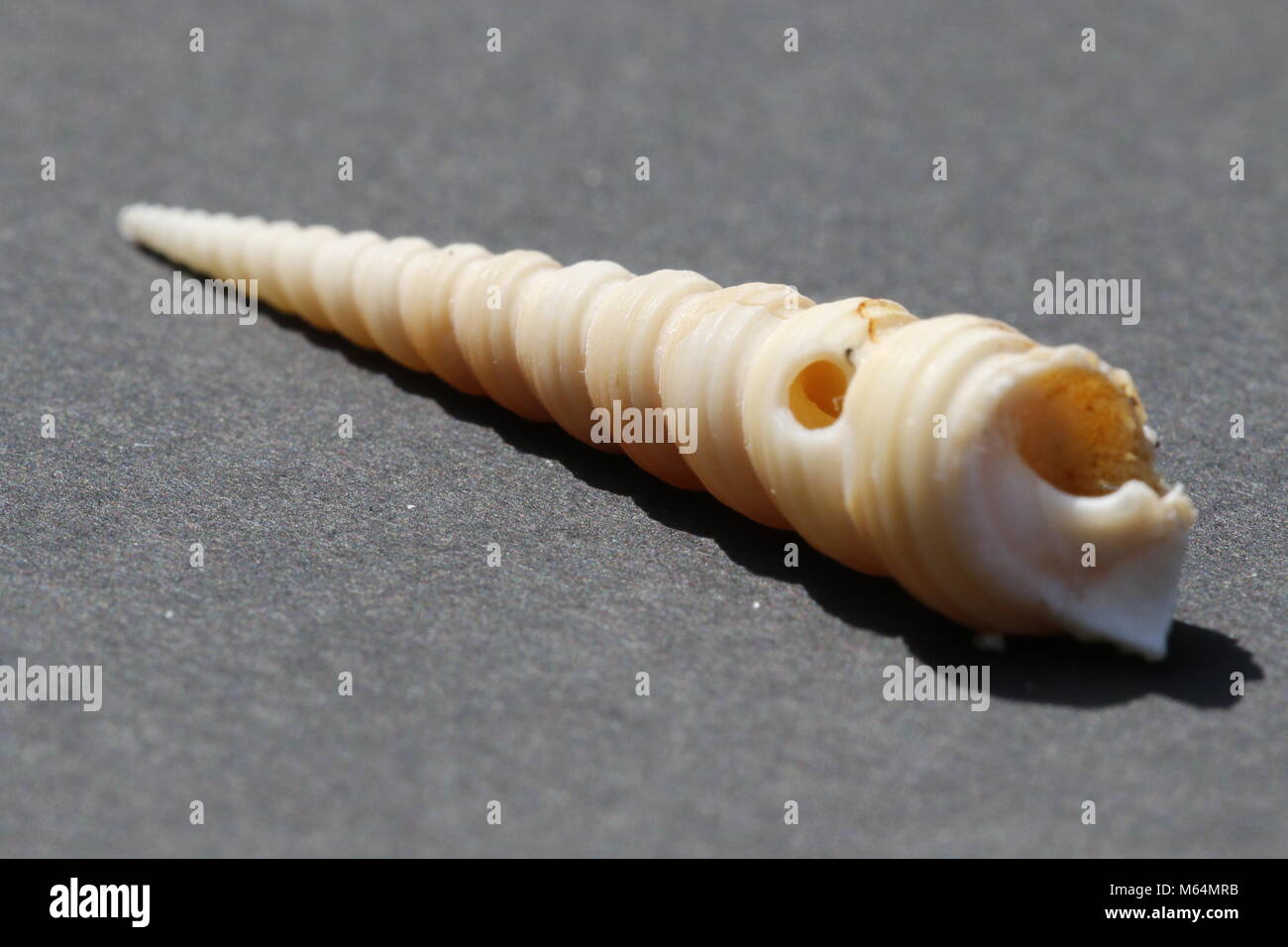 Auger Snail High Resolution Stock Photography and Images - Alamy
