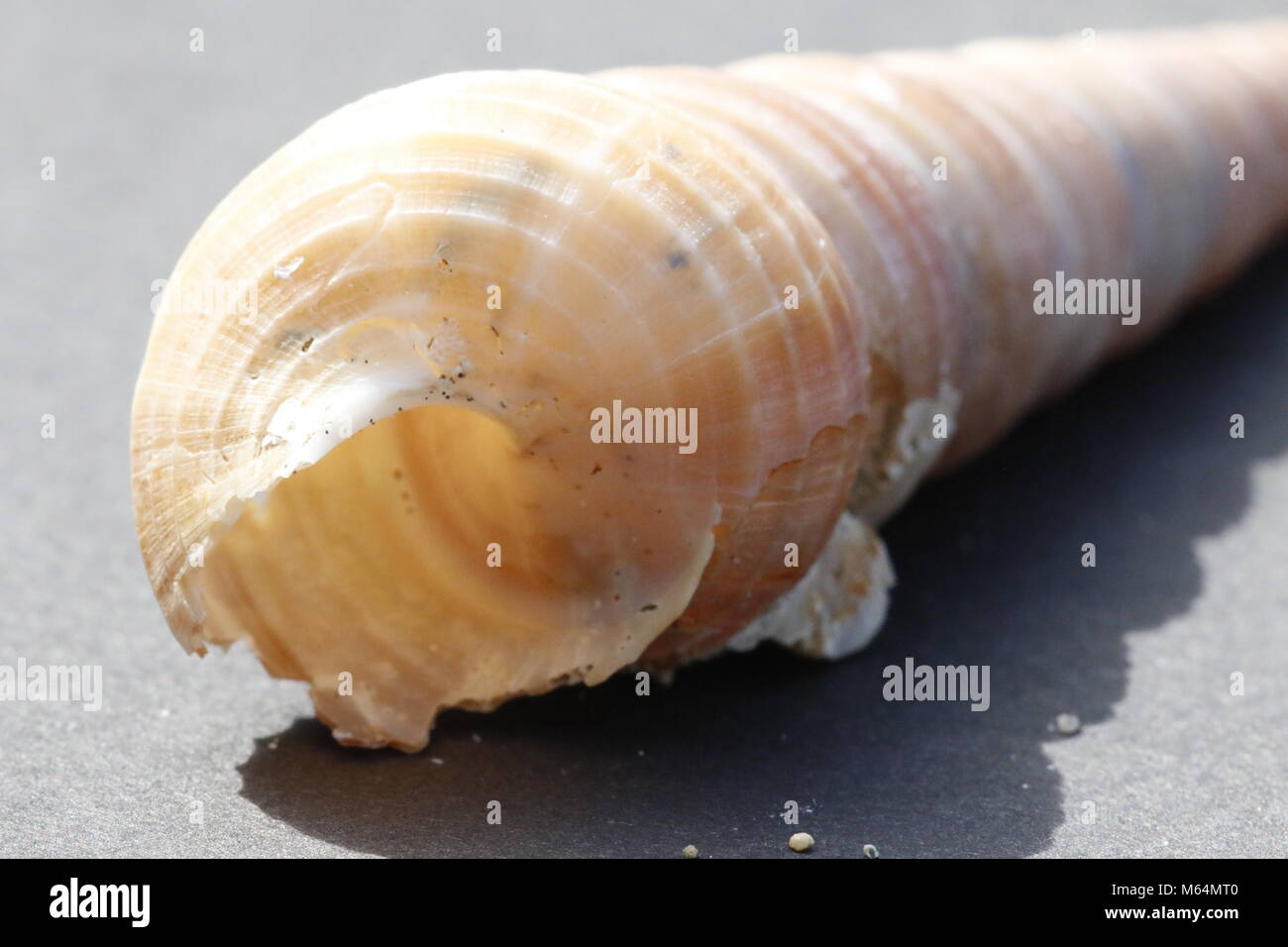 Auger Snail High Resolution Stock Photography and Images - Alamy