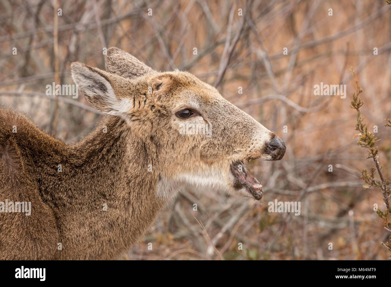 Diseased deer on hiking trail Stock Photo - Alamy