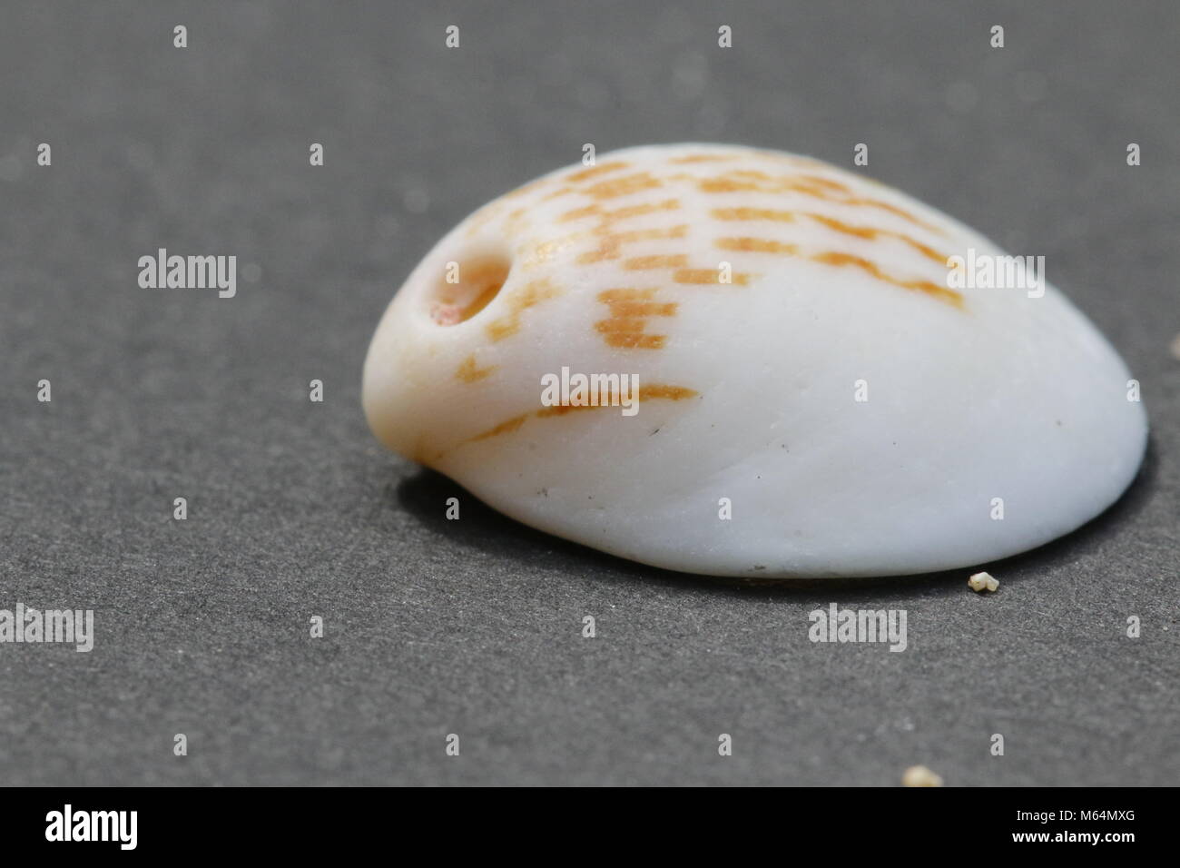 Cockle shell in different shapes Stock Photo - Alamy