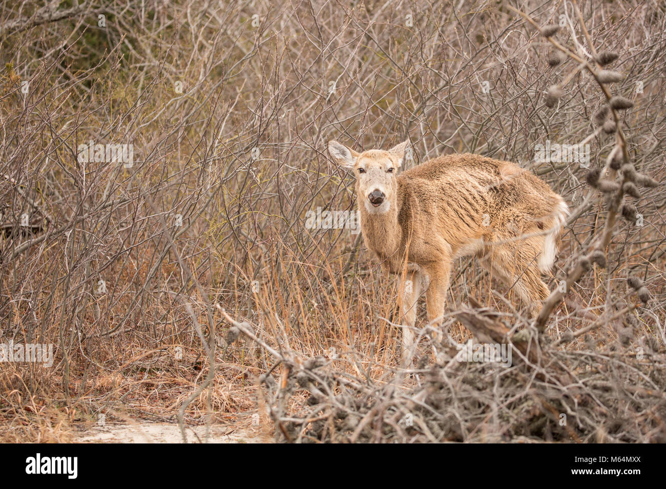 Diseased deer on hiking trail Stock Photo - Alamy