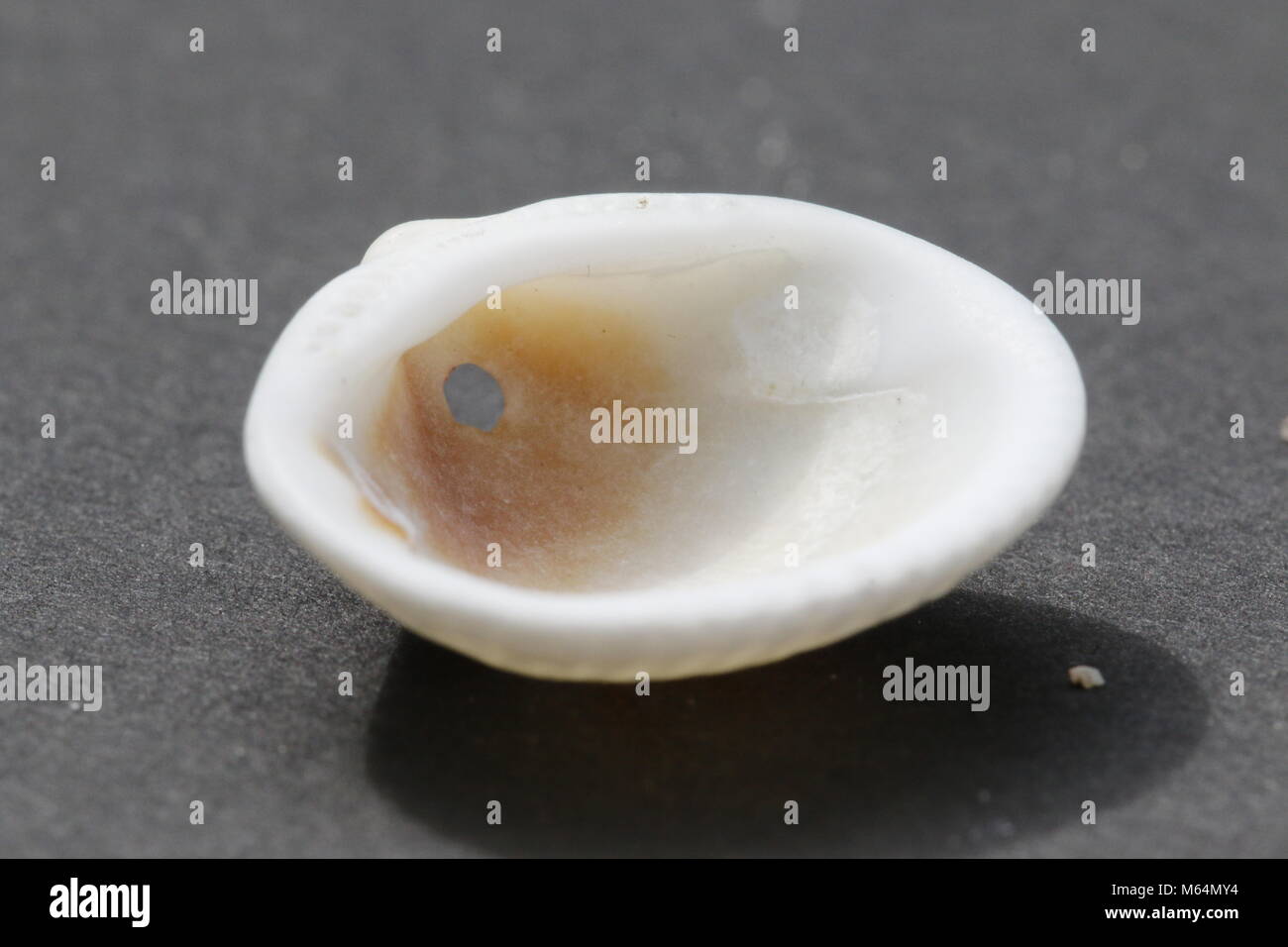 Cockle shell in different shapes Stock Photo - Alamy