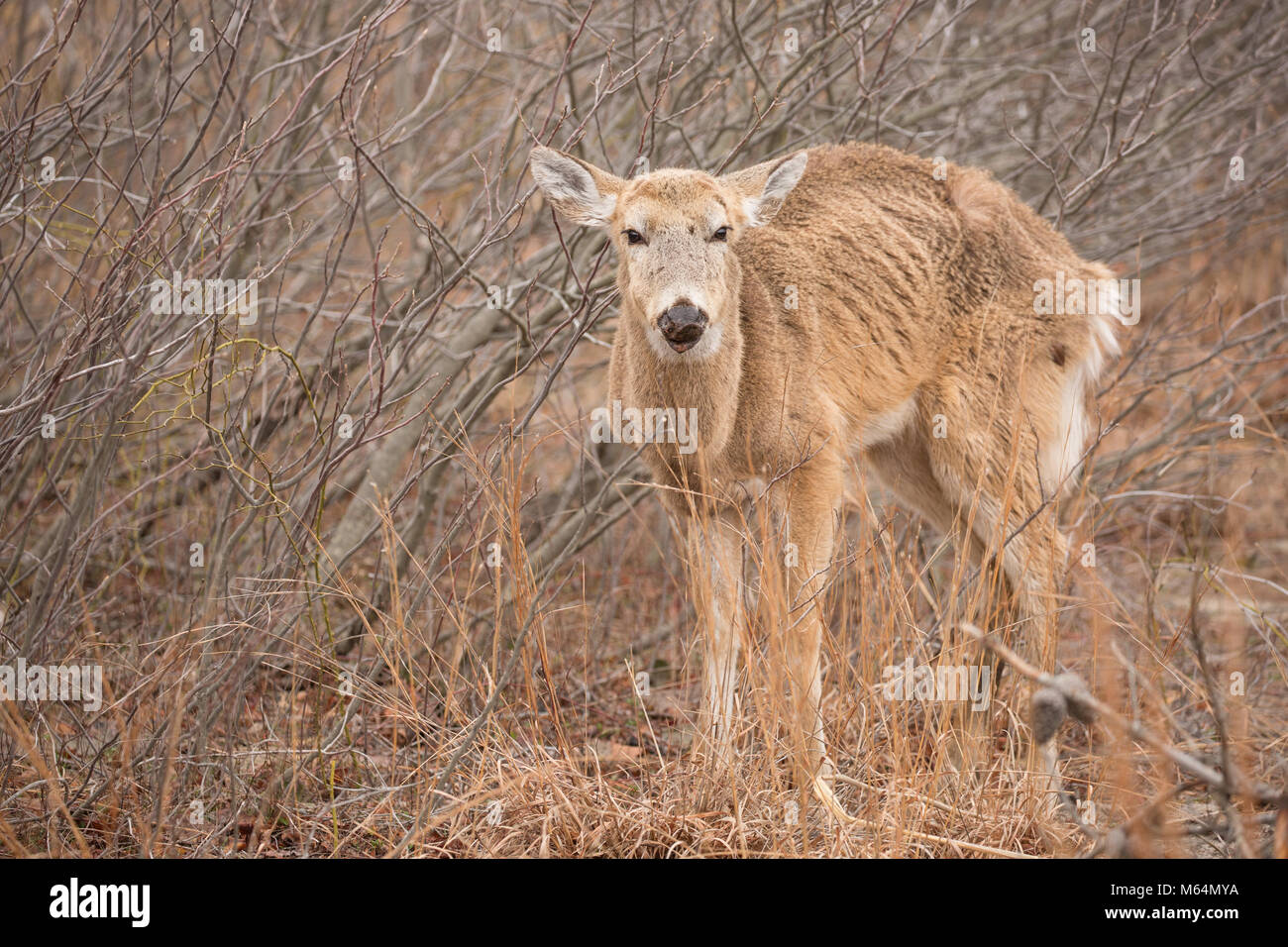 Starving deer hi-res stock photography and images - Alamy