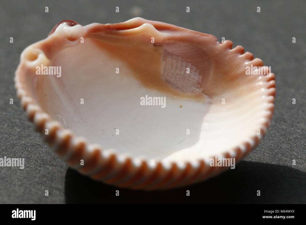 Cockle shell in different shapes Stock Photo - Alamy