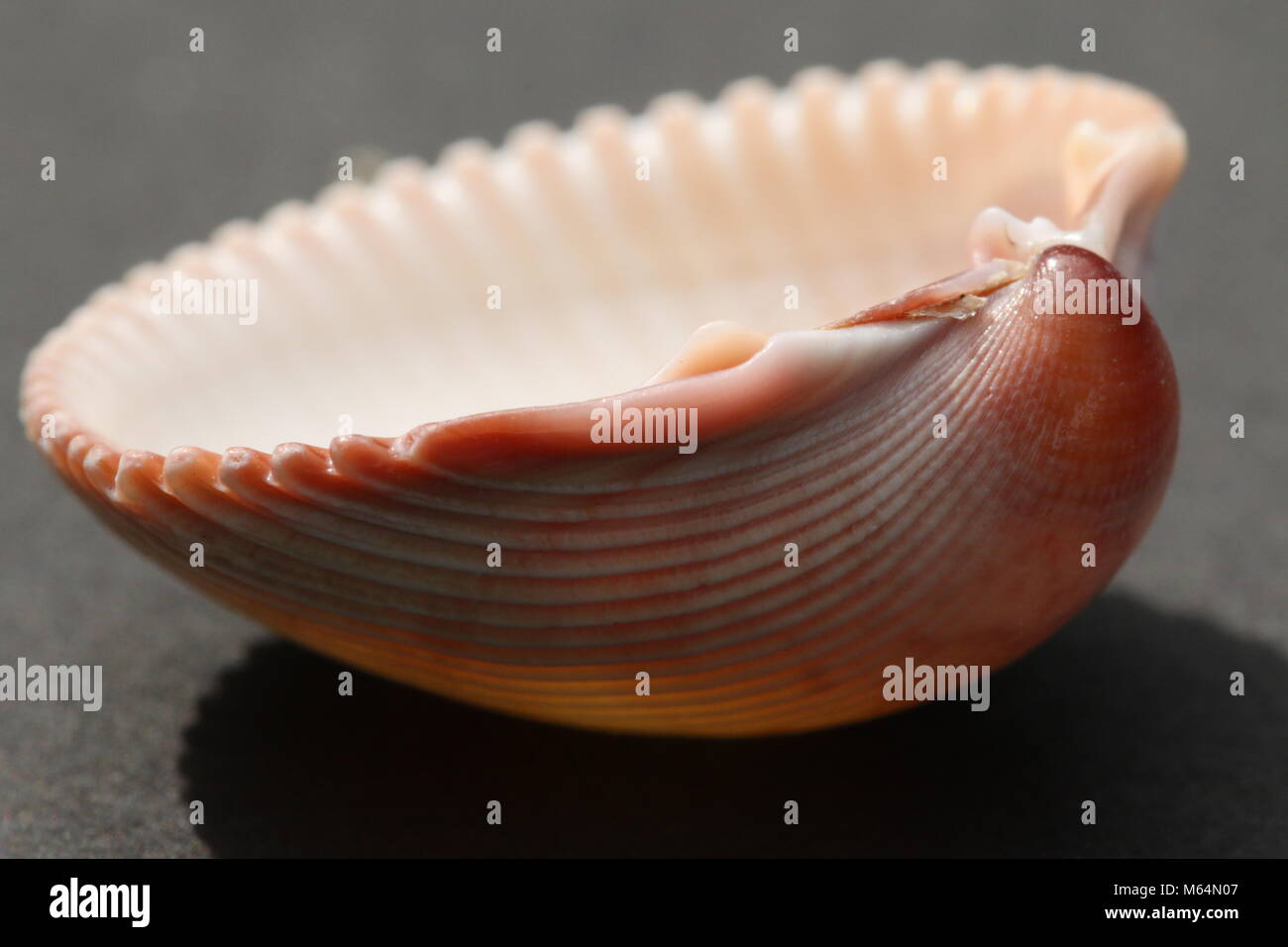 Cockle shell in different shapes Stock Photo - Alamy